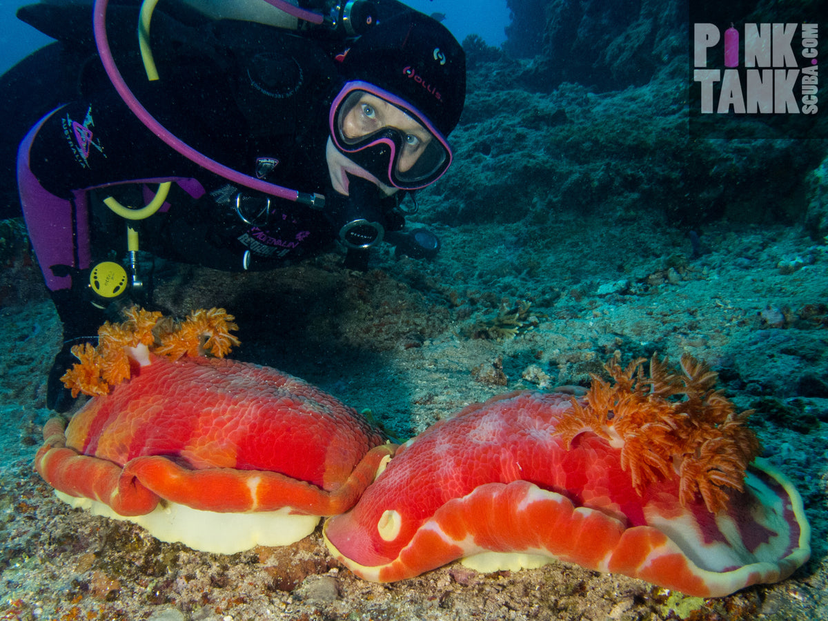 Let's Learn about Nudibranchs - How big or small are Nudibranchs? – I ...