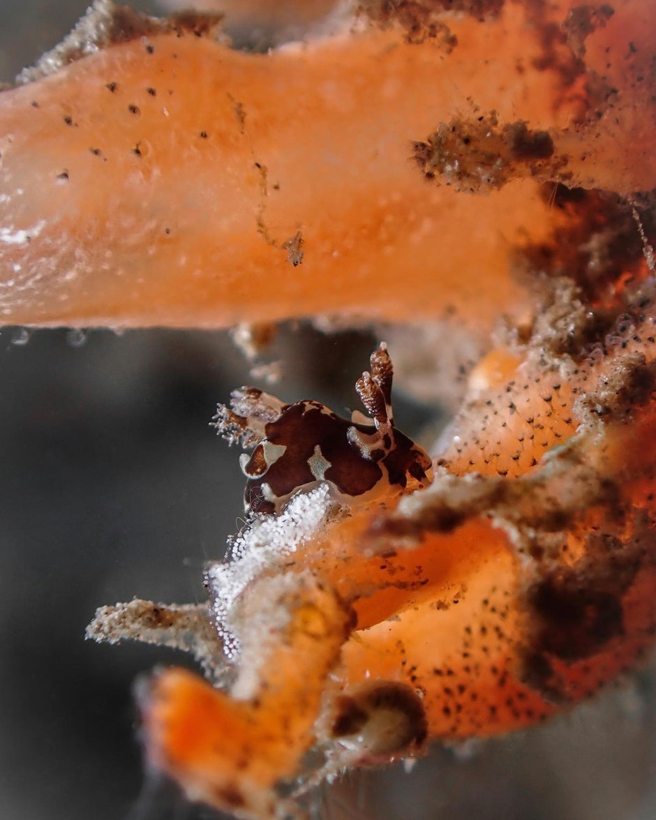 Let's Learn about Nudibranchs - How big or small are Nudibranchs? – I ...