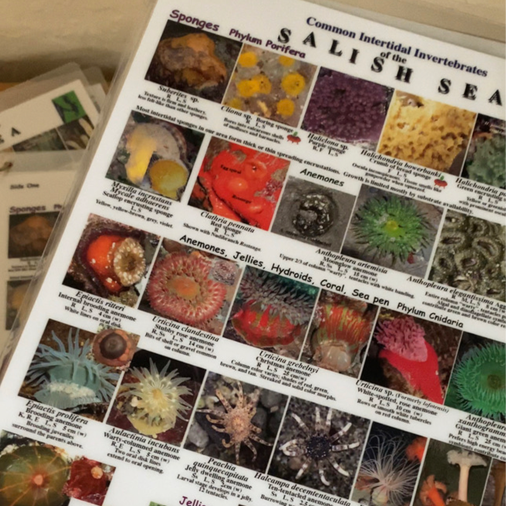 EZ Guide to Common Intertidal Invertebrates of the Salish Sea – I LOVE ...