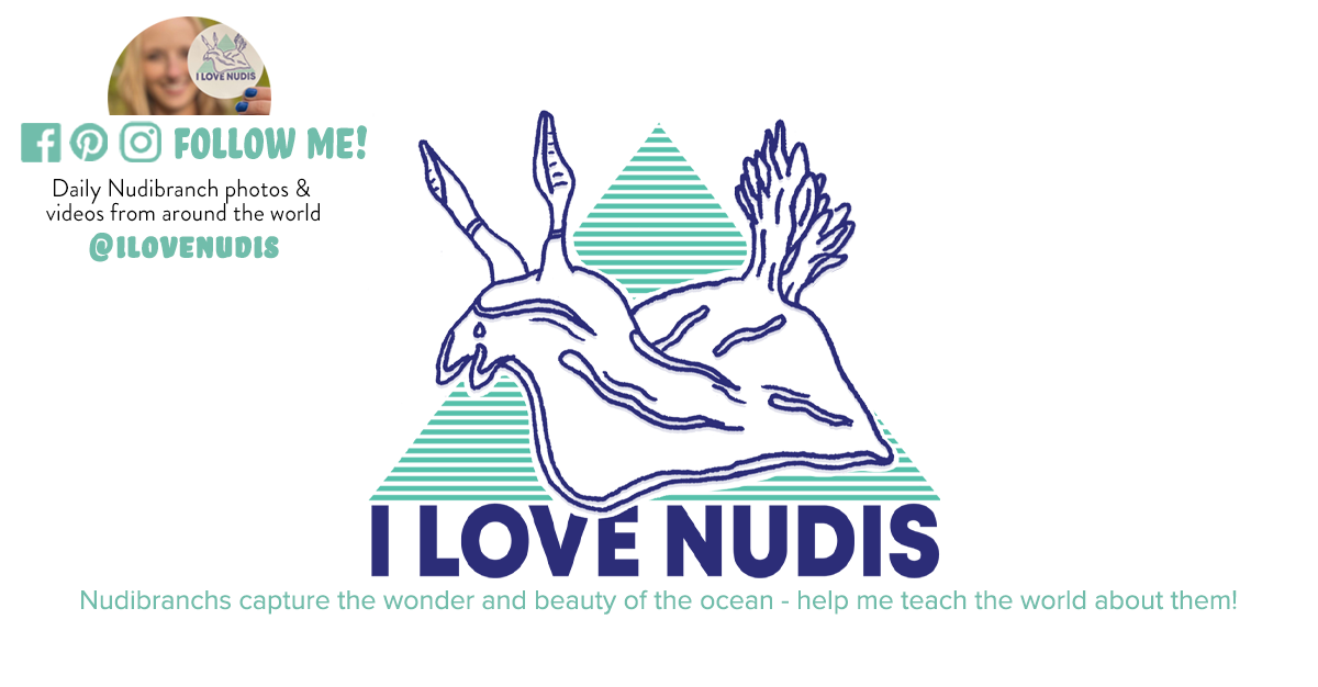 Nudibranchs in the News – タグ "Florida Nudibranchs"– I LOVE NUDIS