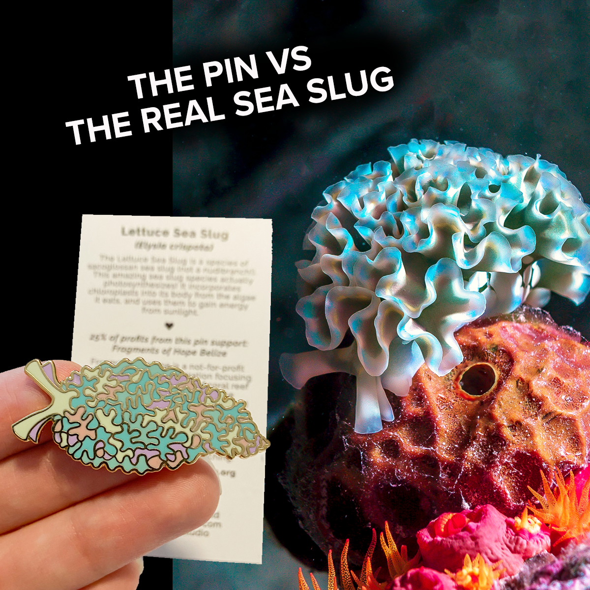Lettuce Sea Slug Body