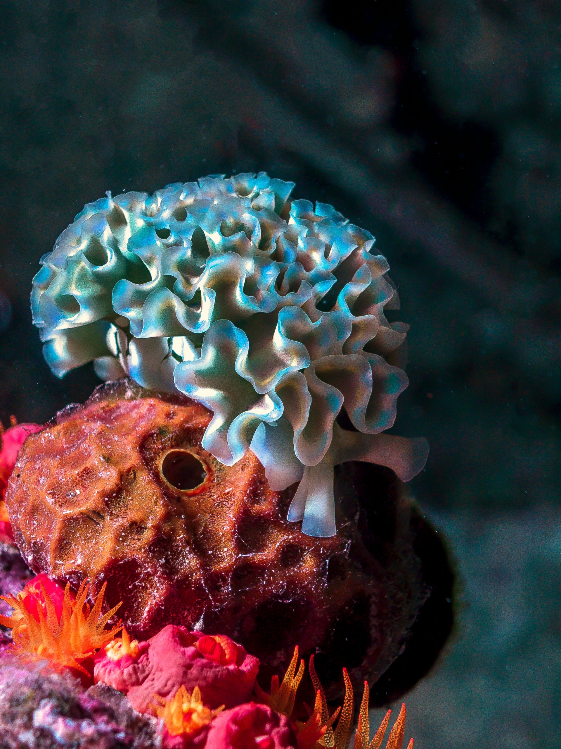 Lettuce Sea Slug Body