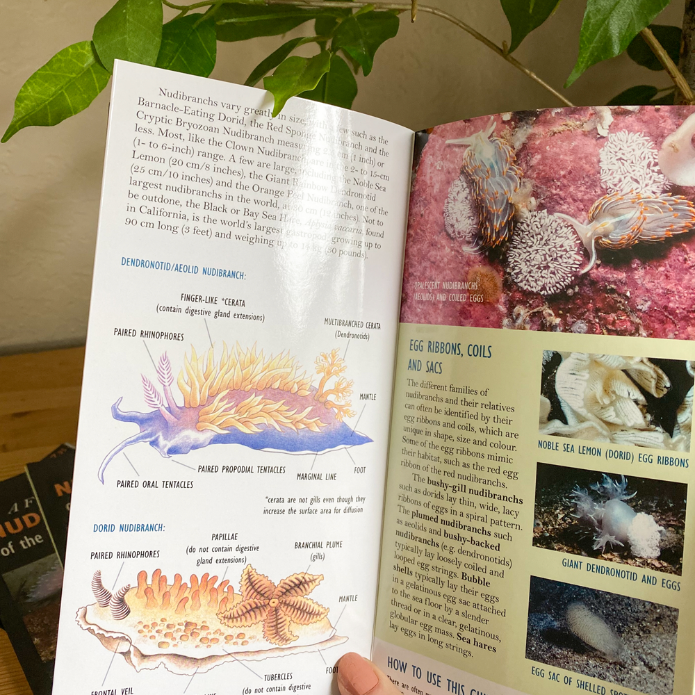A Field Guide to Nudibranchs of the Pacific Northwest | Tide Pooling a ...